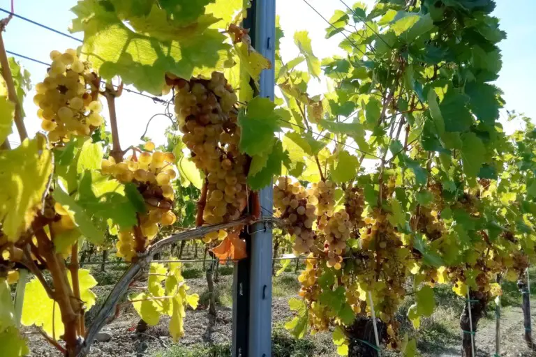 Slovakia Wine Guide: Traditional Regions & Grape Varieties – Explore ...